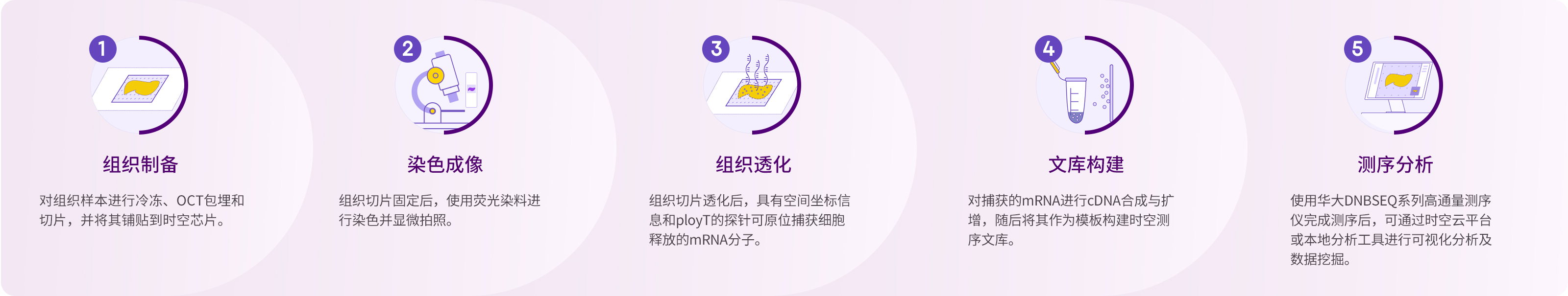 时空转录组大尺寸芯片解决方案 - 华大时空
