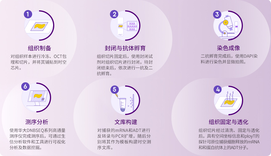 时空转录组大尺寸芯片解决方案 - 华大时空