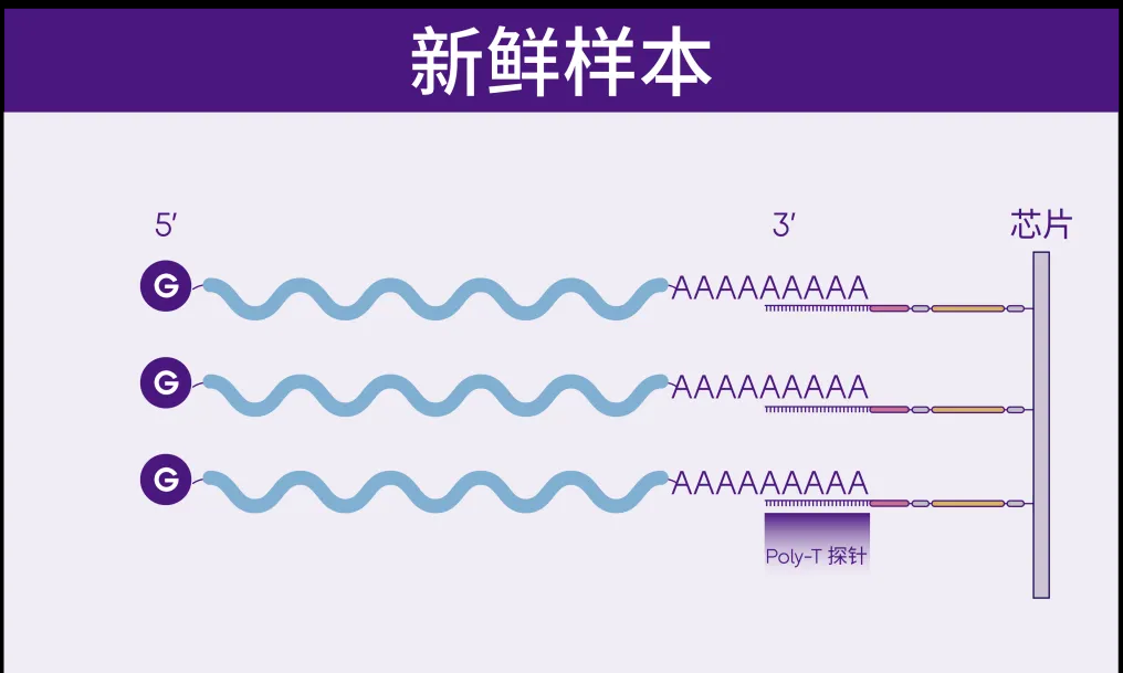 时空转录组FFPE产品方案，开拓时空病理研究全新维度 - 华大时空