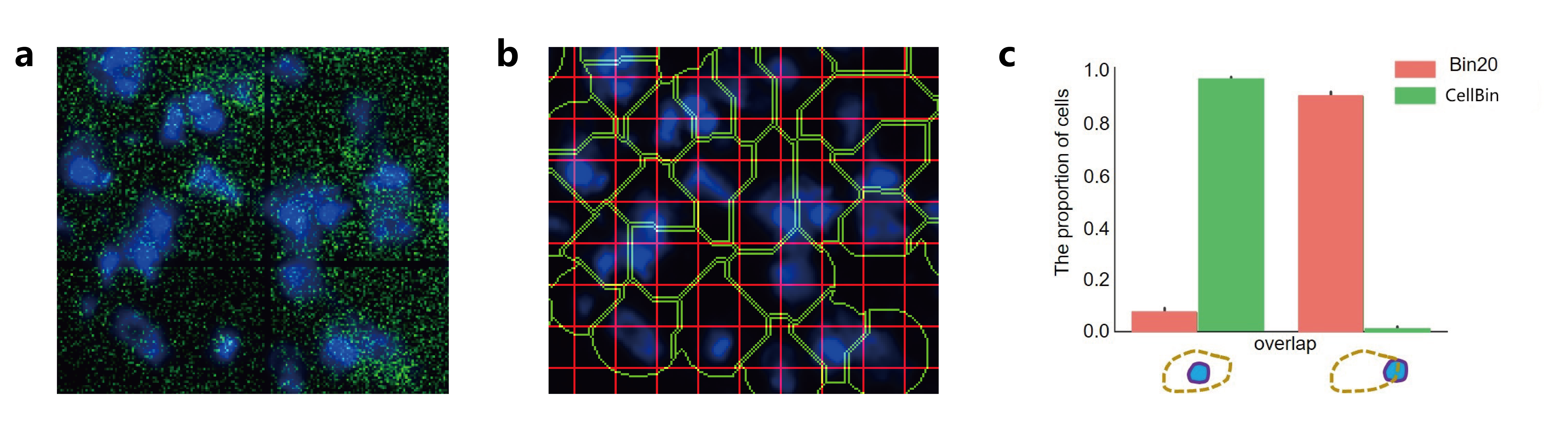 Stereo-seq细胞分割CellBin，精准单细胞研究利器 - 华大时空