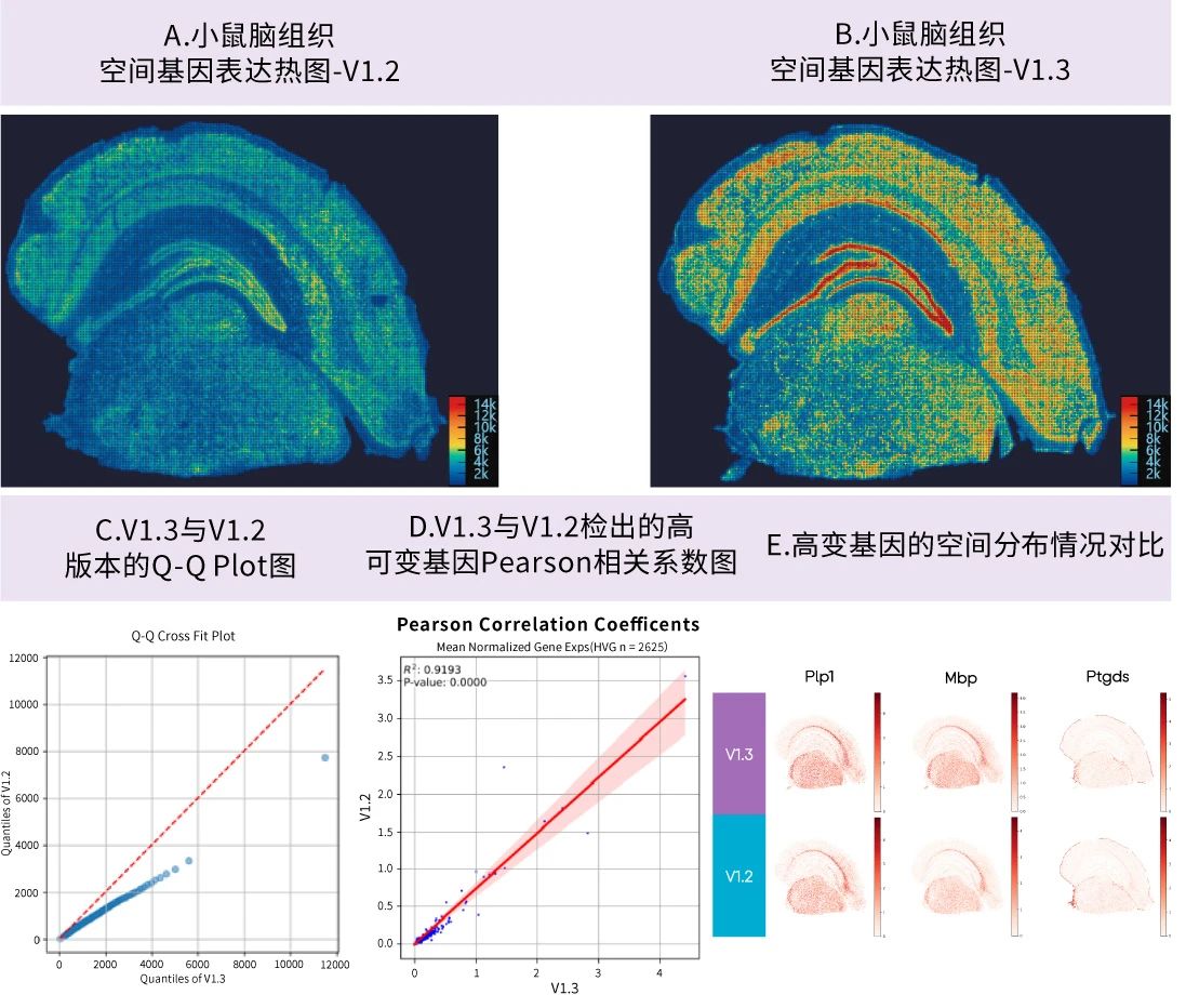 时空转录组FF升级大揭秘，助您实现无忧切换 - 华大时空