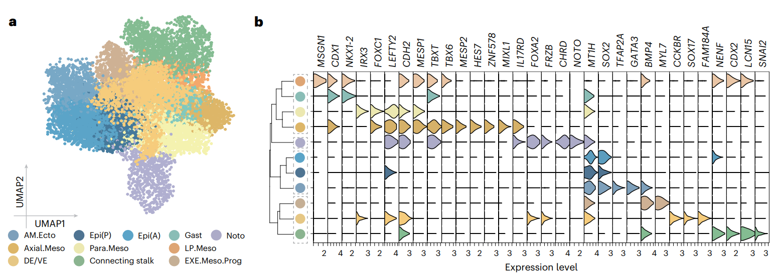 Nature Cell Biology | Stereo-seq助力数字3D重构CS7时期的原肠胚模型 - 华大时空