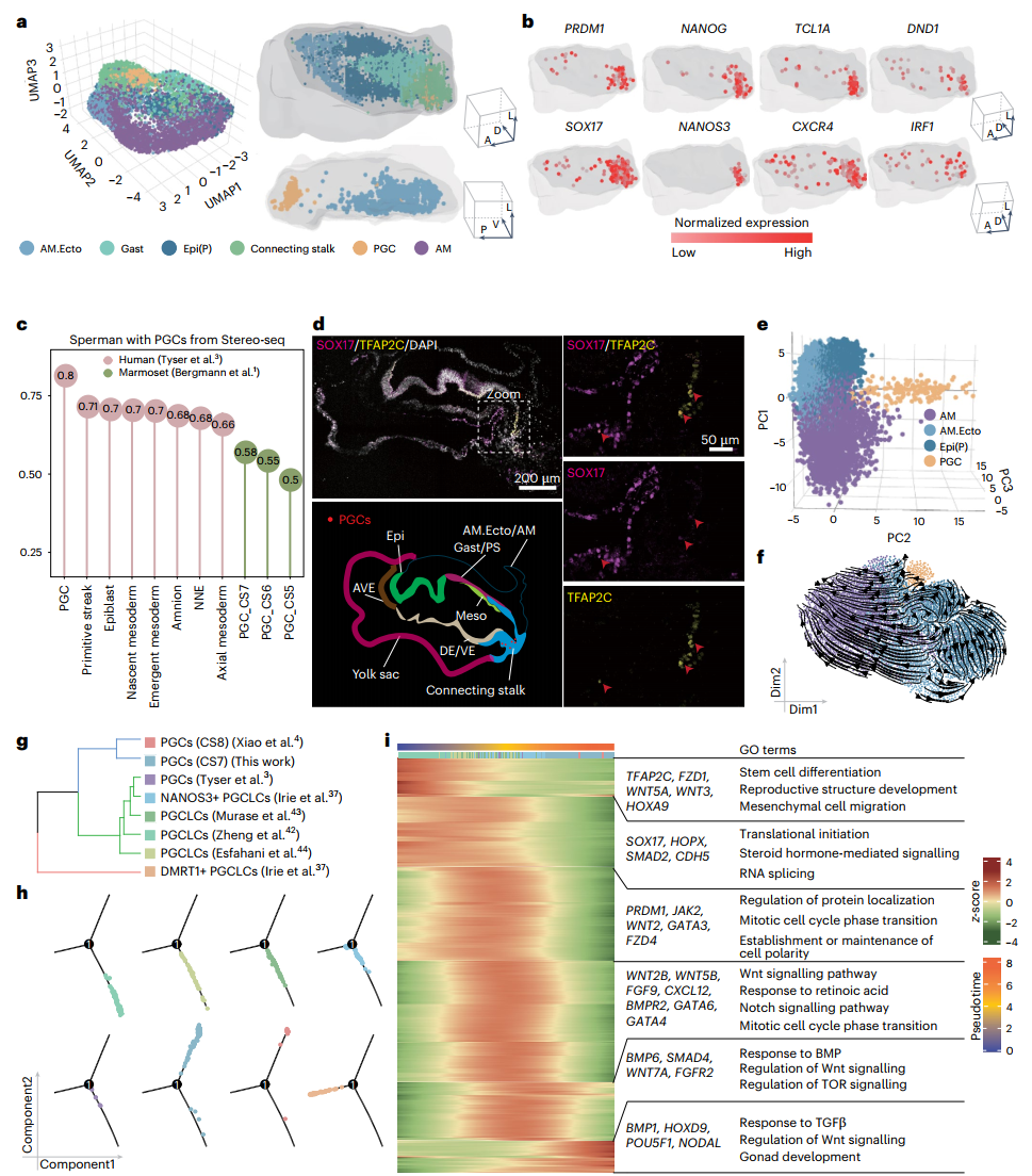 Nature Cell Biology | Stereo-seq助力数字3D重构CS7时期的原肠胚模型 - 华大时空