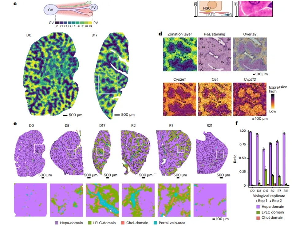 Nature Genetics | Stereo-seq助力解析小鼠胆汁淤积损伤与再生机制 - 华大时空