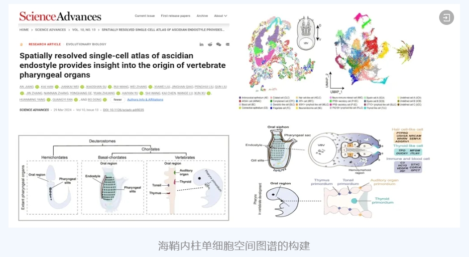 应用领域篇 | 文章大爆发！Stereo-seq助力80余篇高水平科研成果发表 - 华大时空