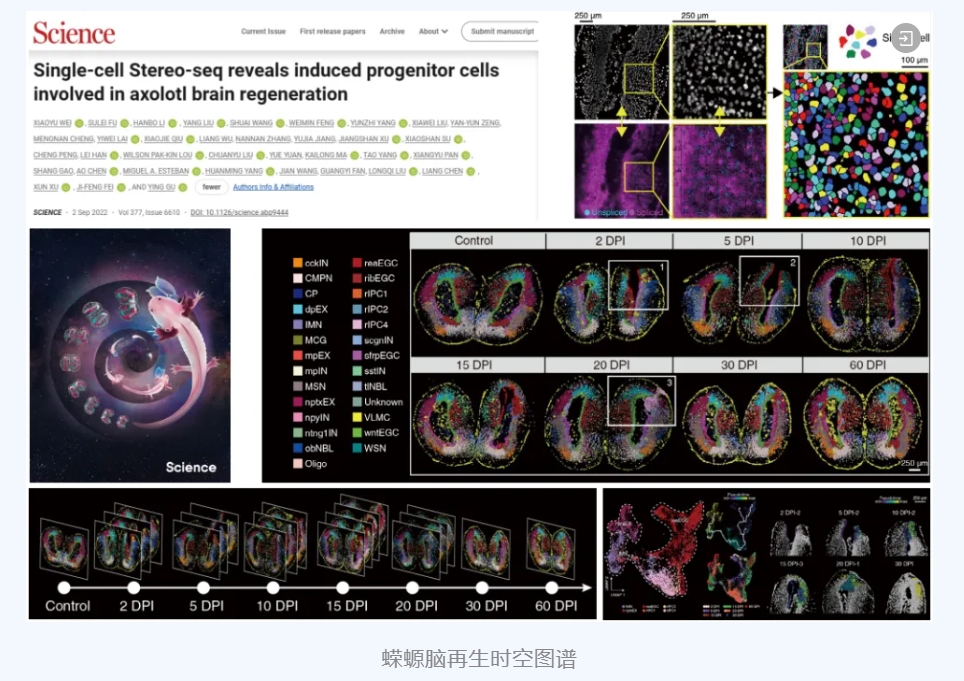 应用领域篇 | 文章大爆发！Stereo-seq助力80余篇高水平科研成果发表 - 华大时空