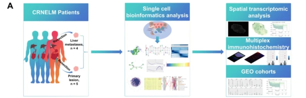Stereo-seq应用_时空组学要解决的问题_Stereo-seq技术_STOmics - 华大时空