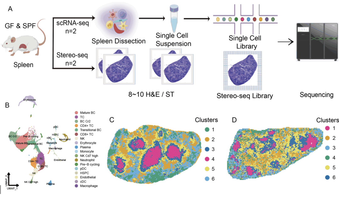 JGG｜方晓东/魏泓团队发现微生物群塑造小鼠脾脏解剖结构和免疫功能 - 华大时空