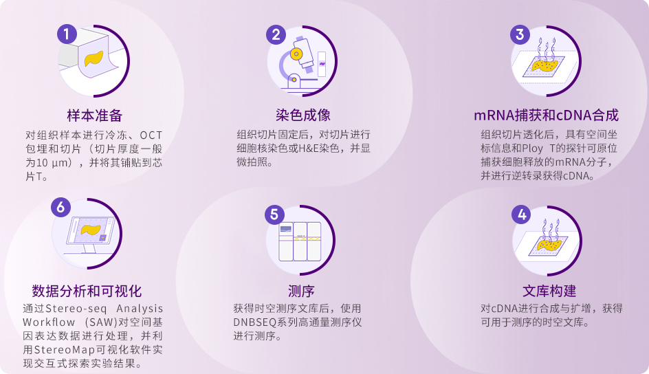 时空转录组FF V1.3 - 华大时空